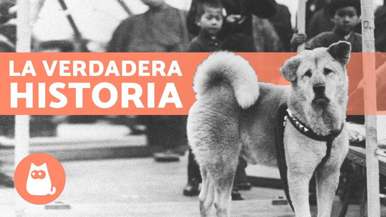 ¿Qué raza es Hachiko el famoso perro leal? - Yorokobi