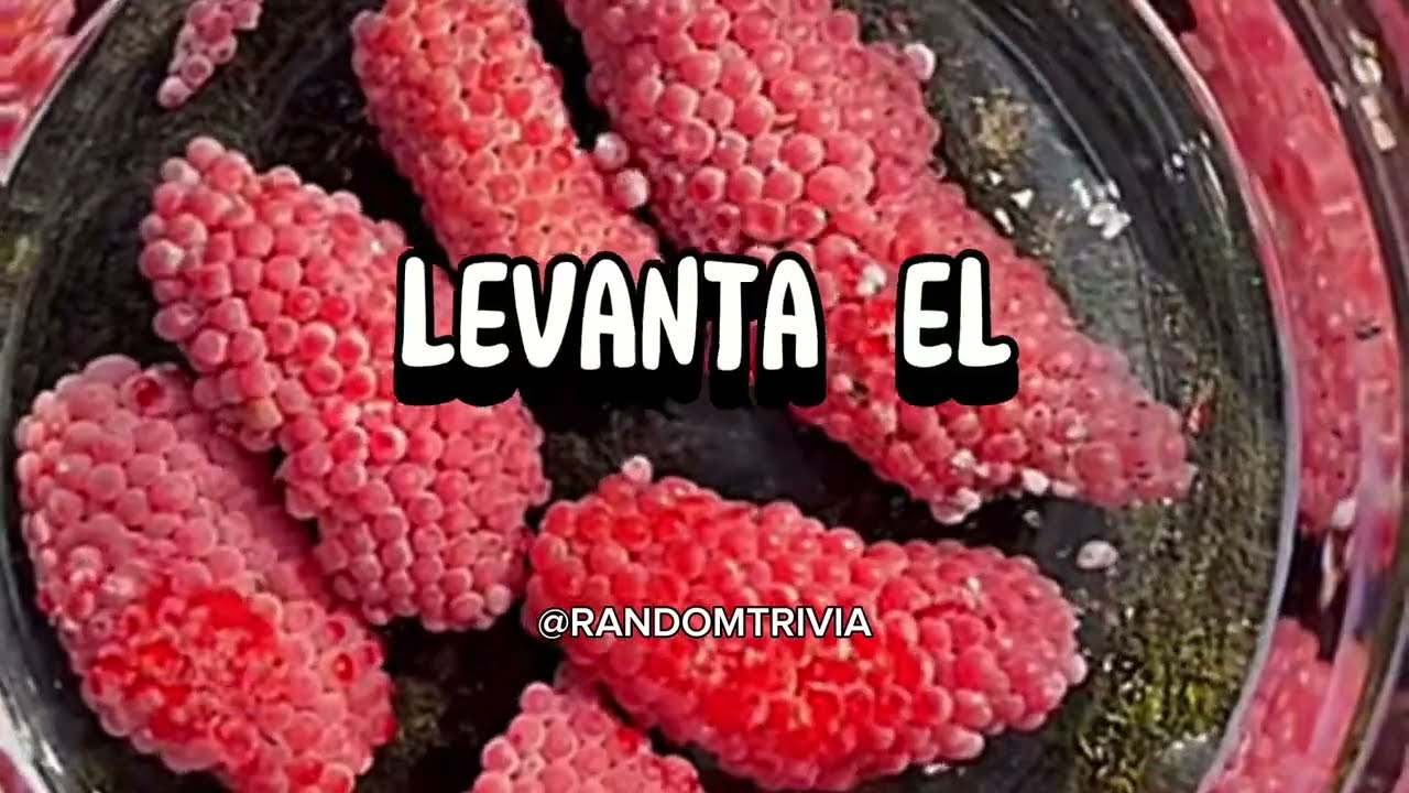 ¿Qué significa levantar cuatro dedos? - Yorokobi